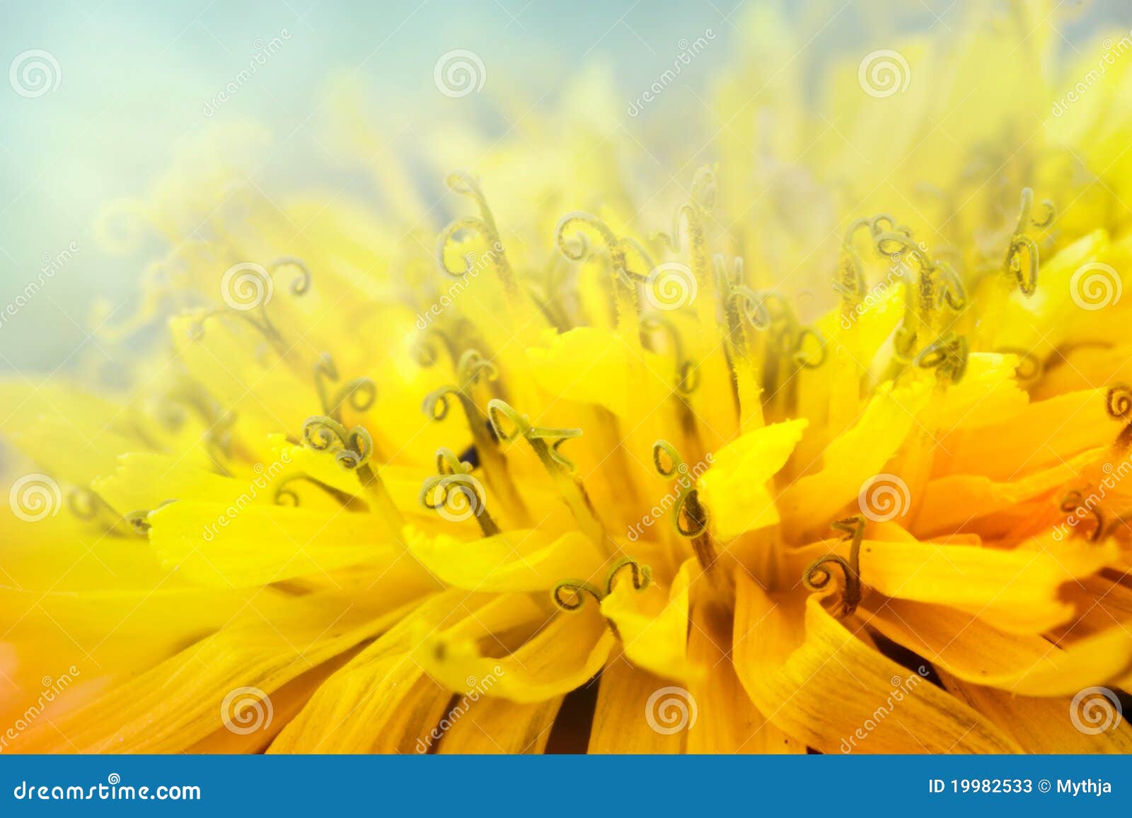 18,778 Dandelion Pollen Photos - Free & Royalty-Free Stock Photos from ...