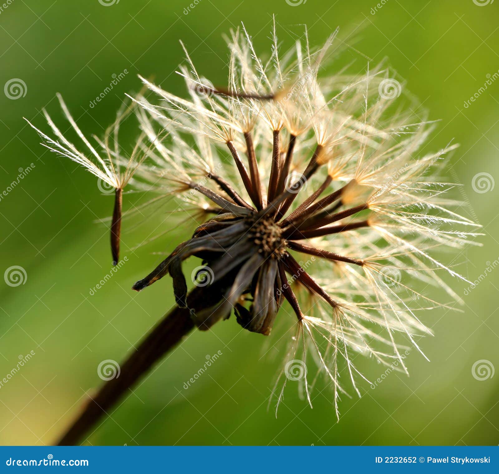 Dandelion stock photo. Image of black, stem, brown, dandelion - 2232652