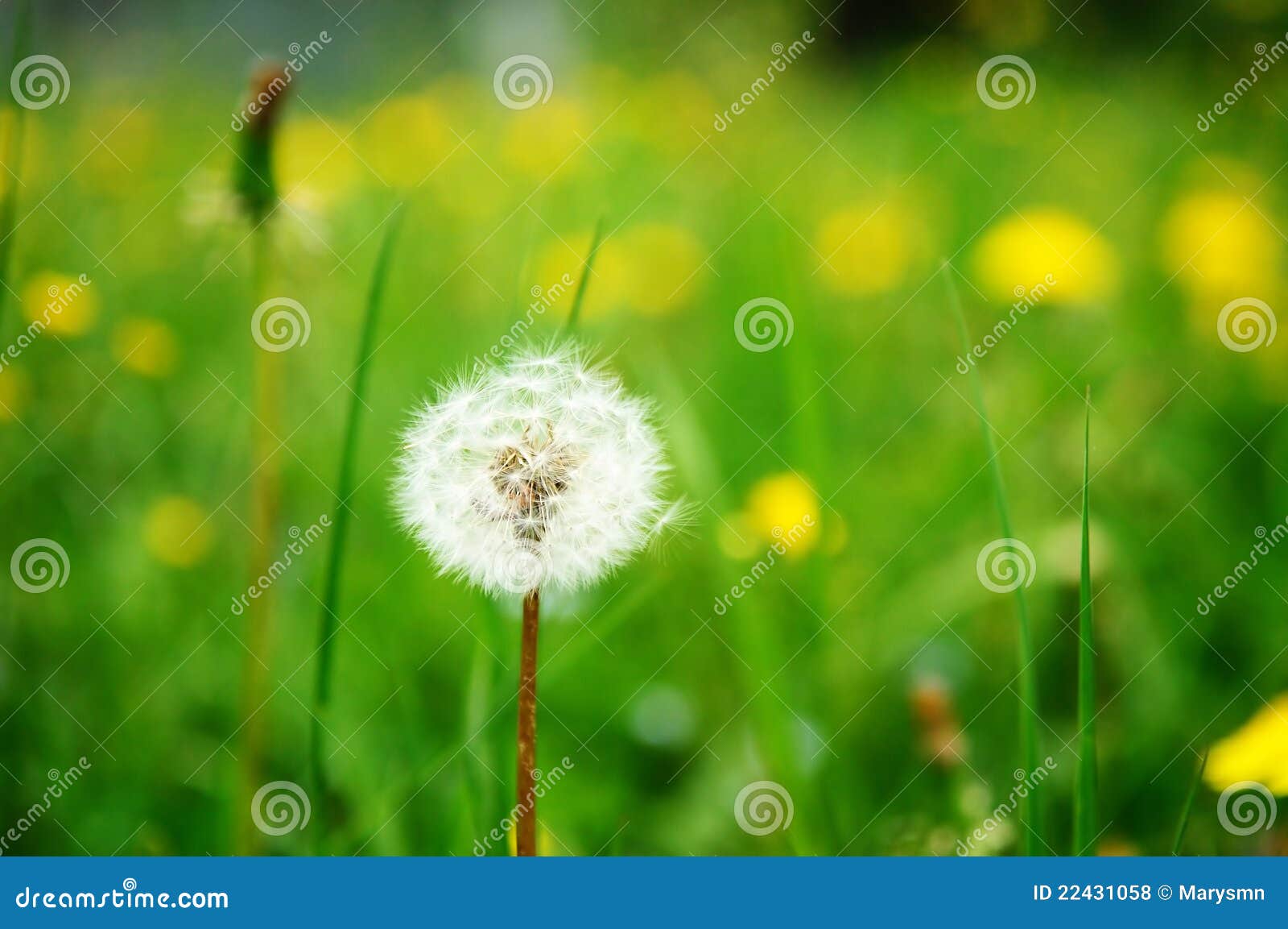 Dandelion stock photo. Image of close, macro, flower - 22431058