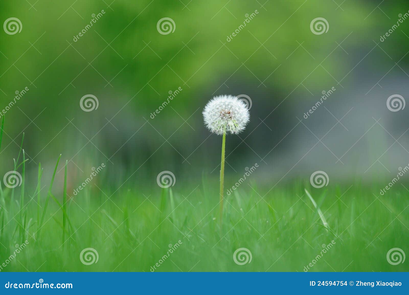 Cat And Dandelion Royalty-Free Stock Photo | CartoonDealer.com #78215163