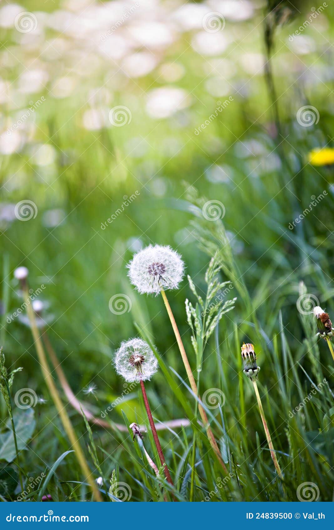 Dandelion stock photo. Image of forest, nature, summer - 24839500