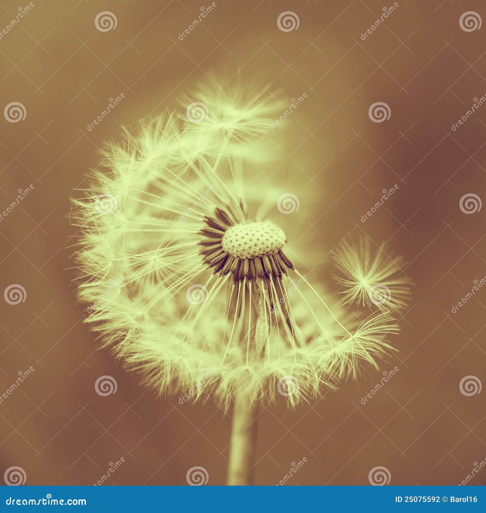 Dandelion stock photo. Image of purity, yellow, floral - 25075592