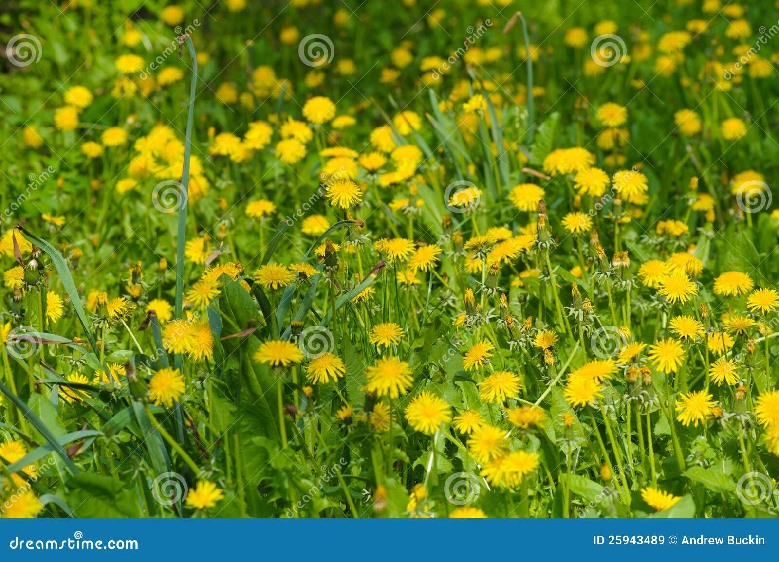 Dandelion stock image. Image of grass, orange, blossom - 25943489