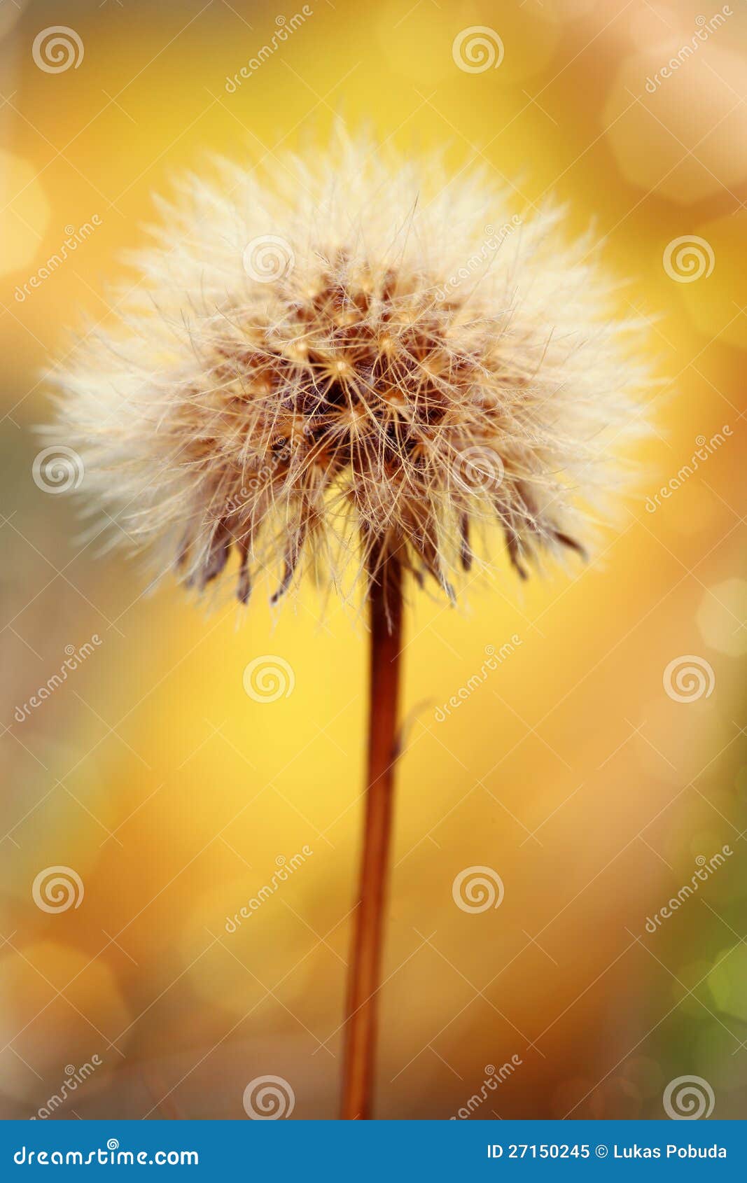 Dandelion stock image. Image of head, small, dandelion - 27150245
