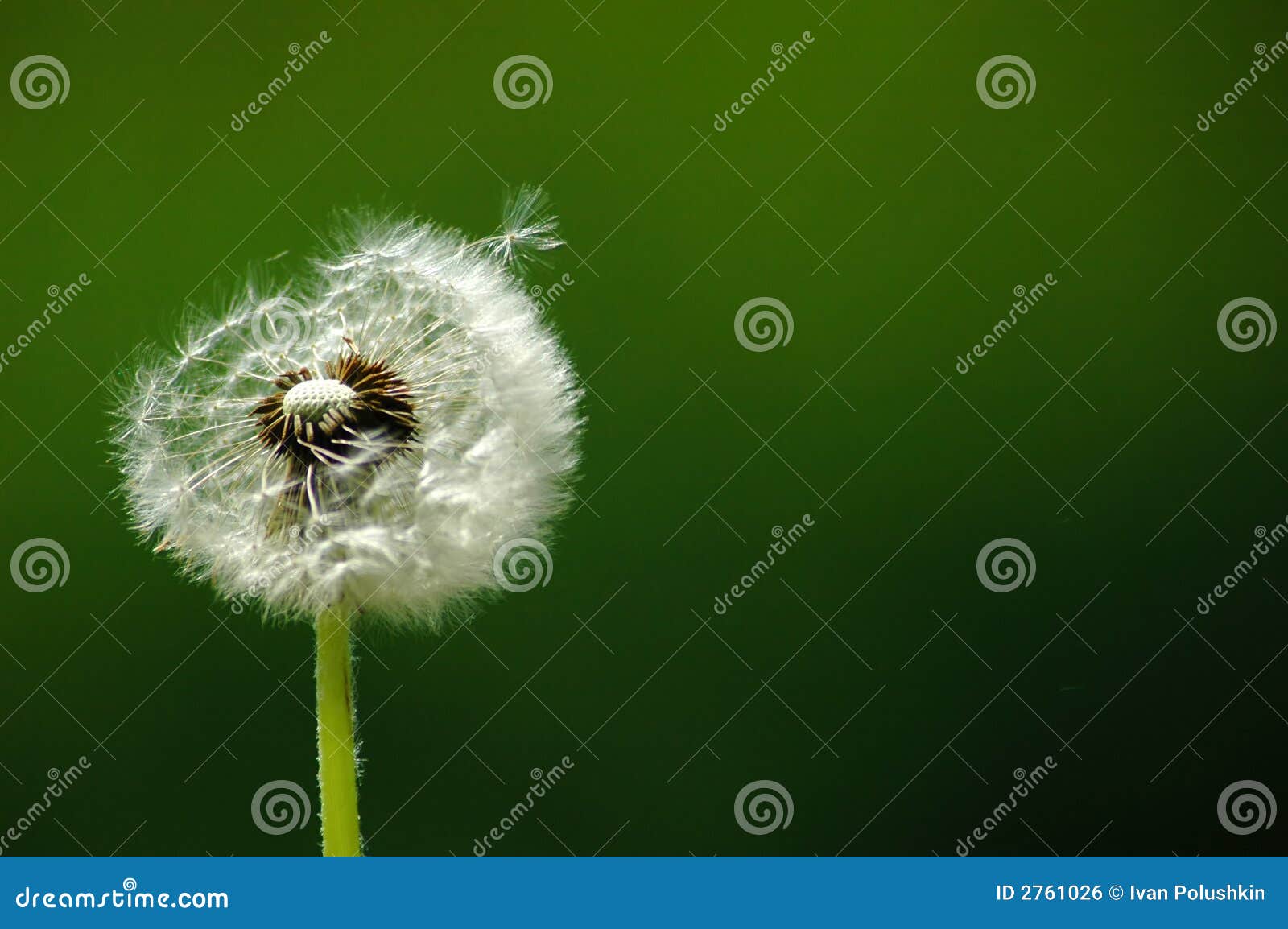 Dandelion stock photo. Image of spring, reproduction, seedling - 2761026
