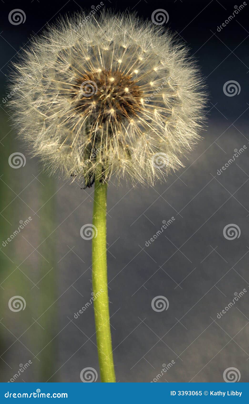 Dandelion stock image. Image of closeup, garden, seeds - 3393065
