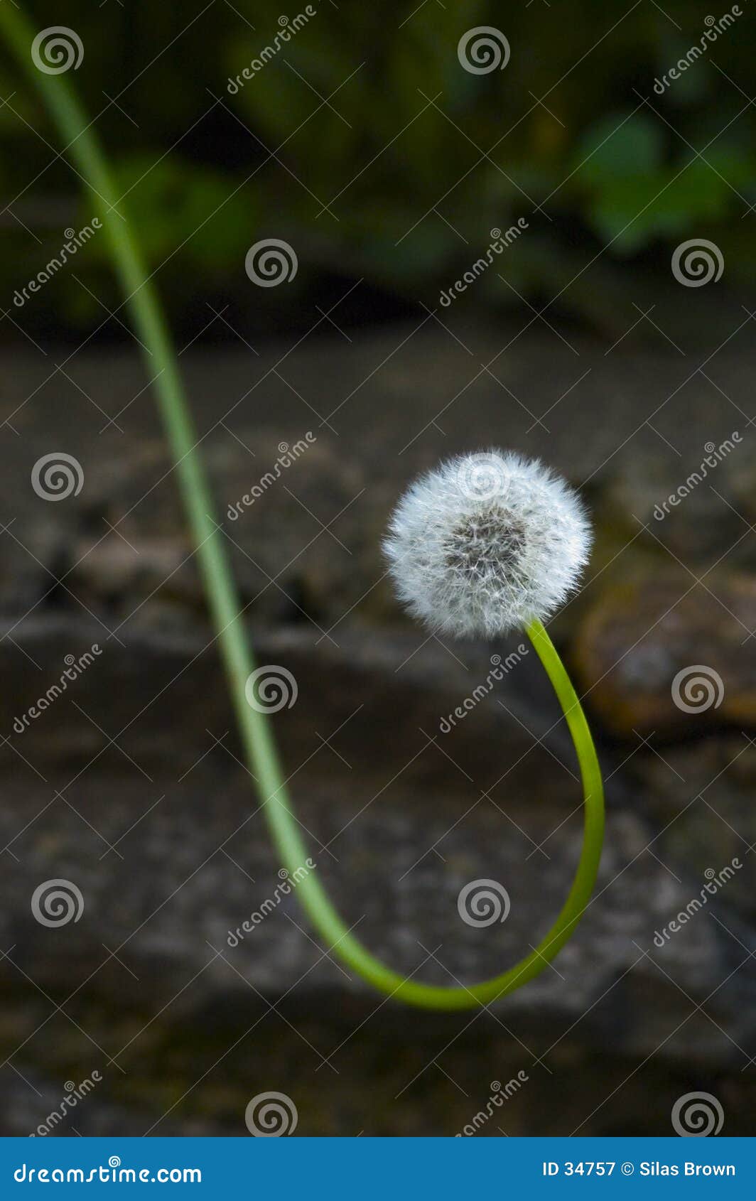 Dandelion stock image. Image of stem, plant, nature, rock - 34757
