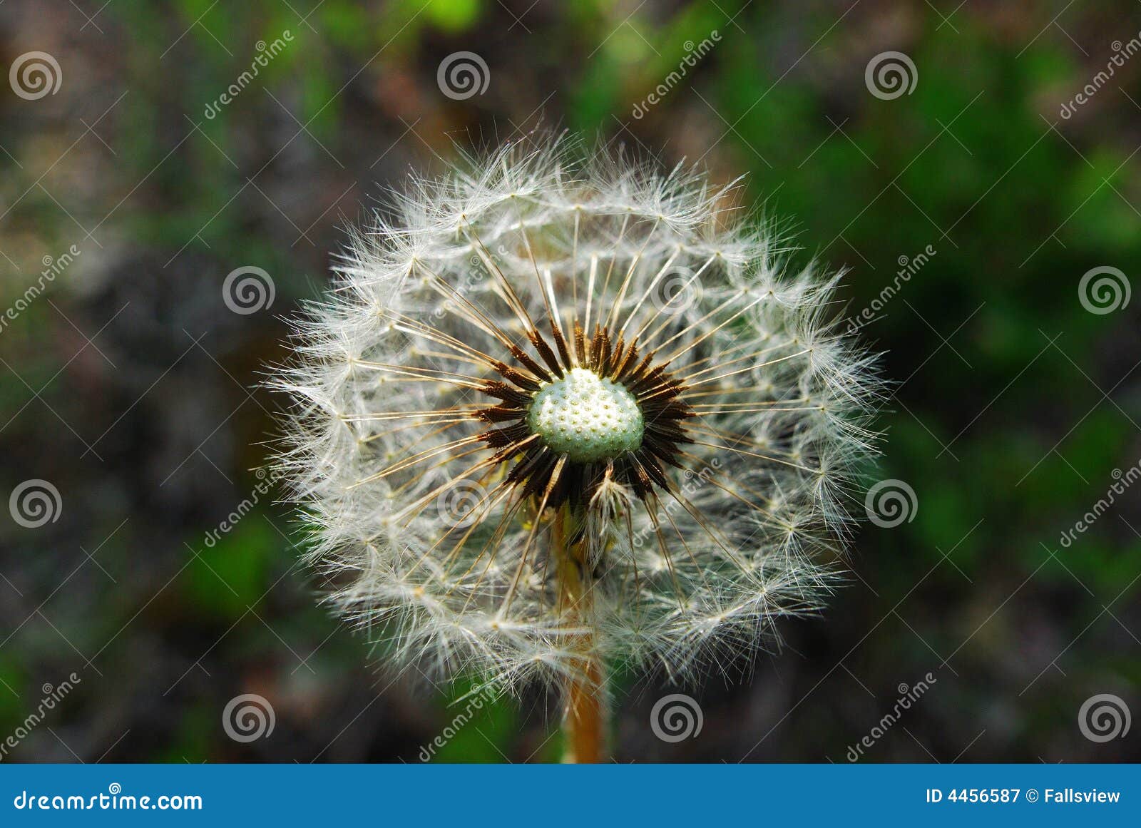 Dandelion stock image. Image of micro, nature, dandelion - 4456587