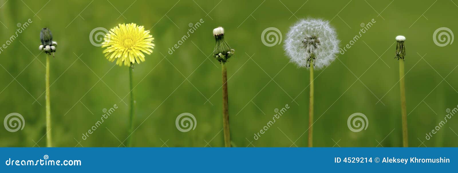 Dandelion stock photo. Image of flora, floral, botanic - 4529214