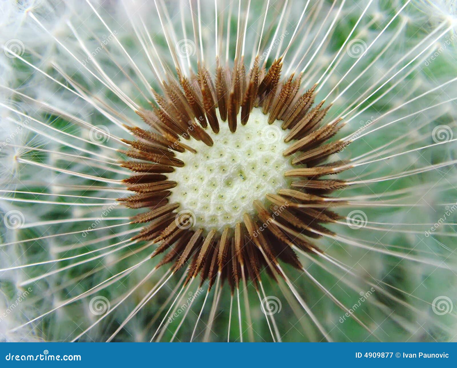 Dandelion stock image. Image of head, growth, beautiful - 4909877
