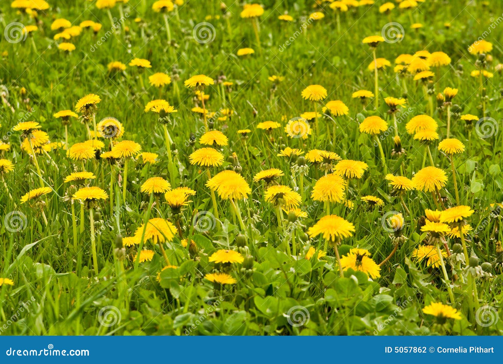 Dandelion stock photo. Image of spring, dandelions, flower - 5057862