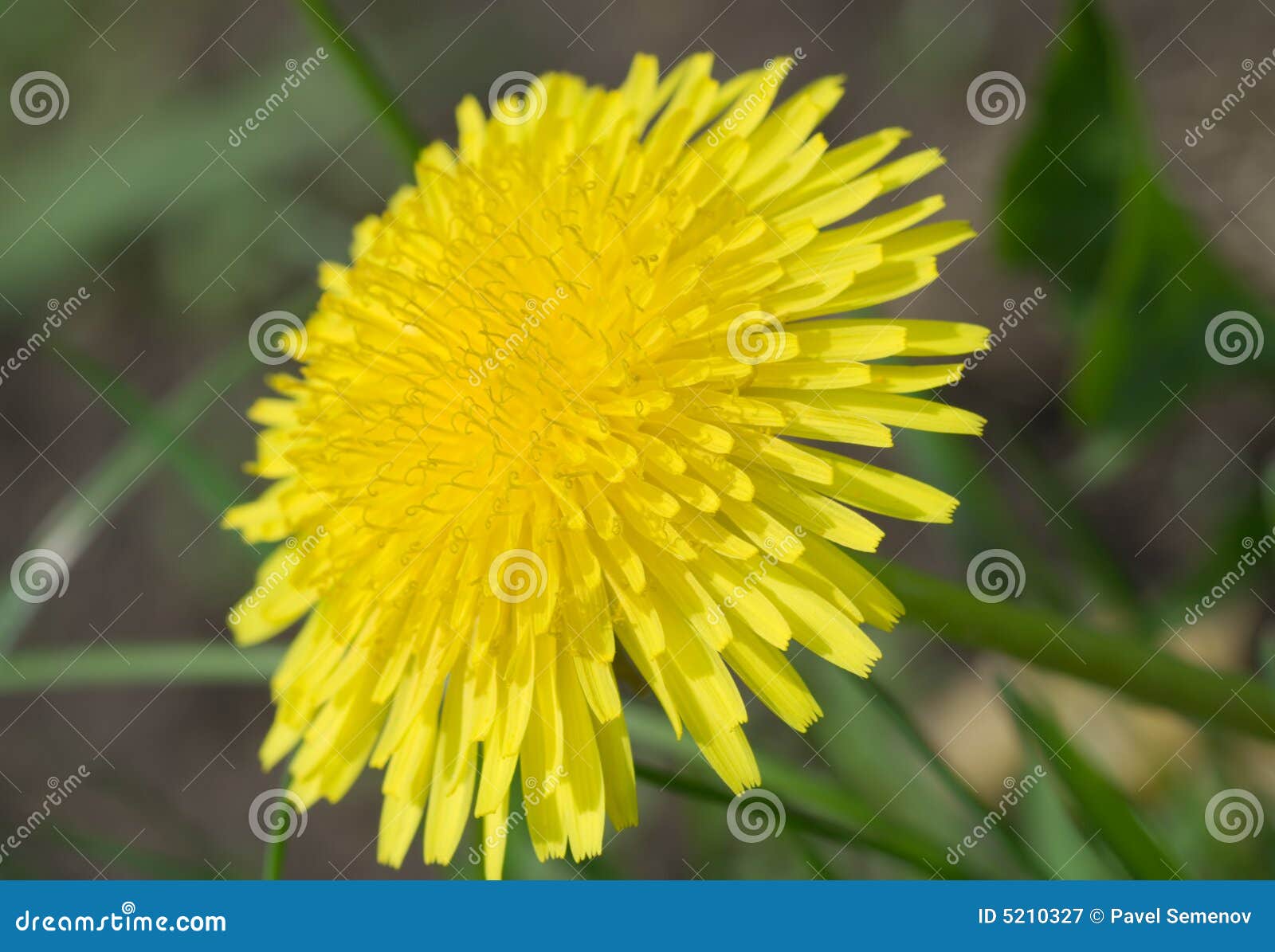 Dandelion stock image. Image of park, nature, orange, field - 5210327