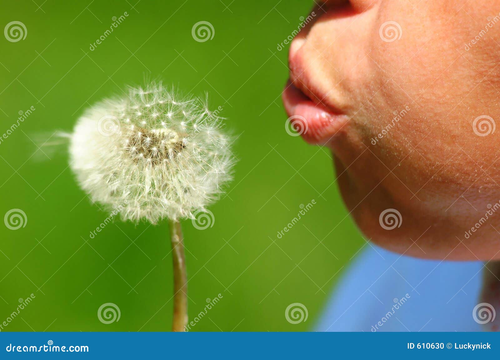 Dandelion stock photo. Image of spring, blowing, play, green - 610630