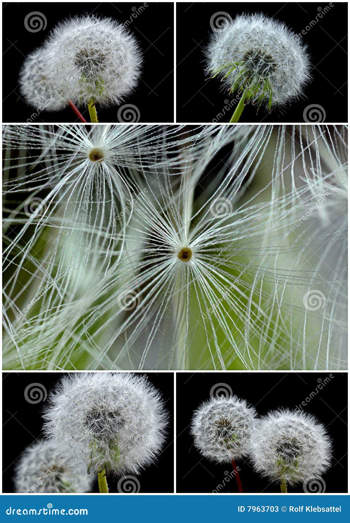 Dandelion stock image. Image of loss, grass, collage, dreaming - 7963703