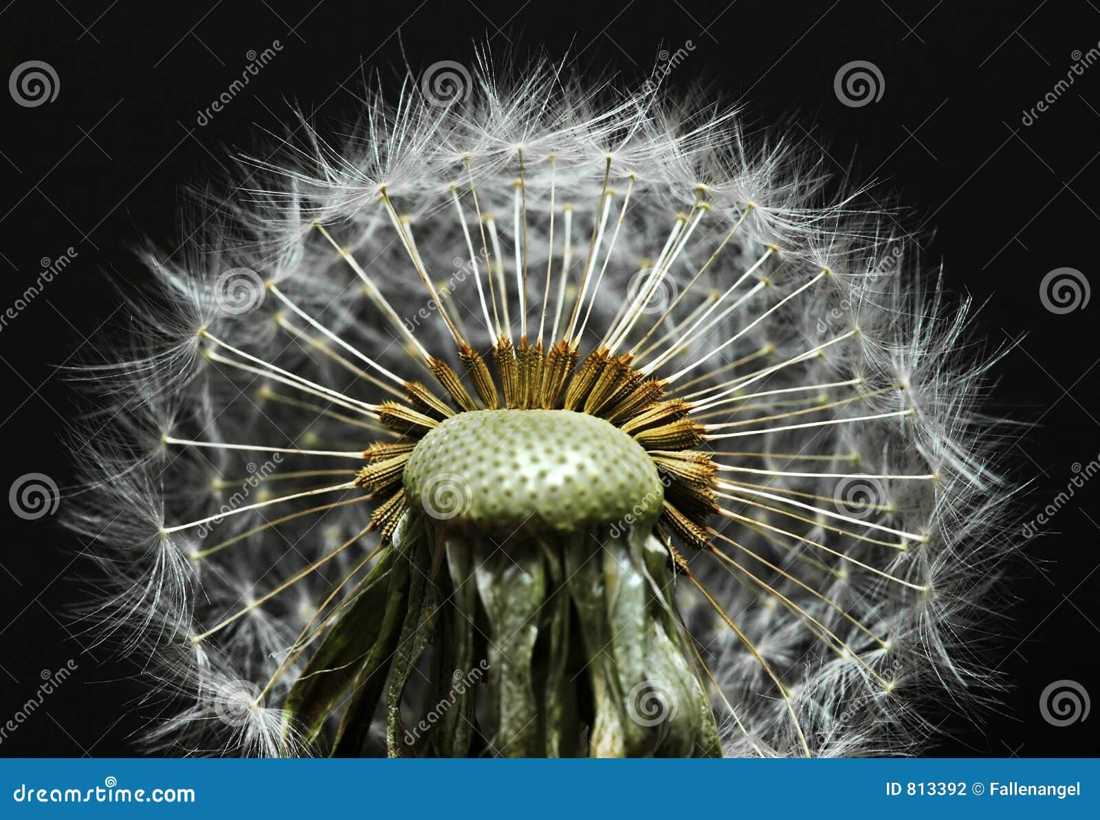 Dandelion stock photo. Image of puff, plant, thistle, change - 813392