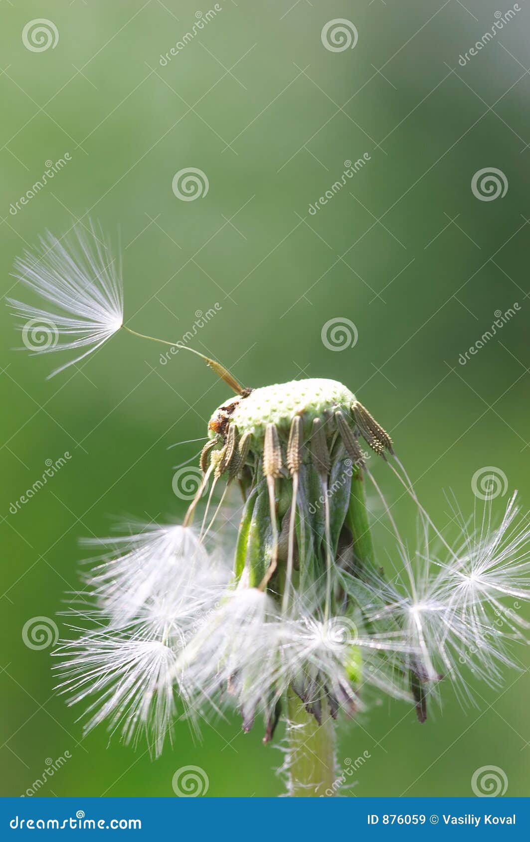 Dandelion stock image. Image of wildlife, landscape, inwardness - 876059