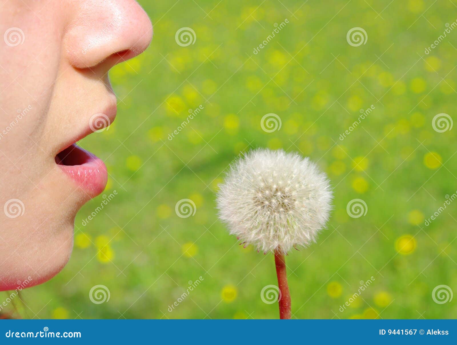 Dandelion stock image. Image of face, happiness, wind - 9441567