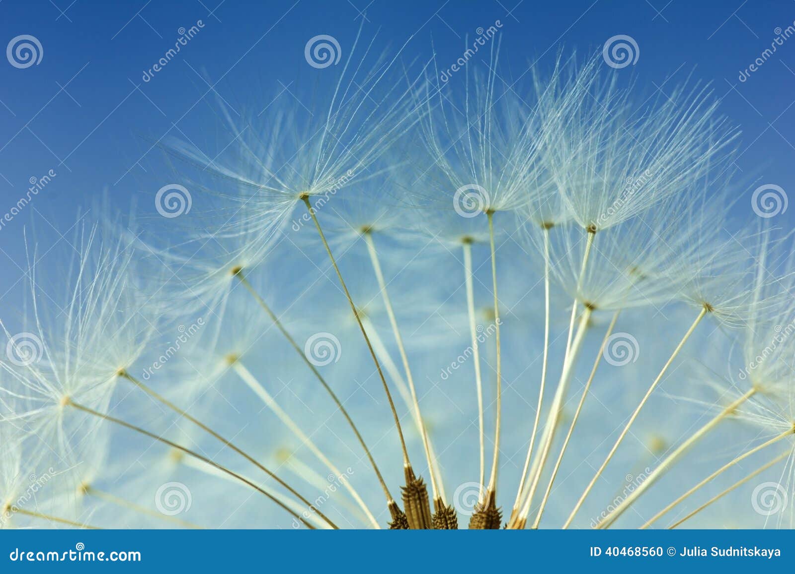 Dandelion Abstract Background Stock Photo - Image of background, light ...