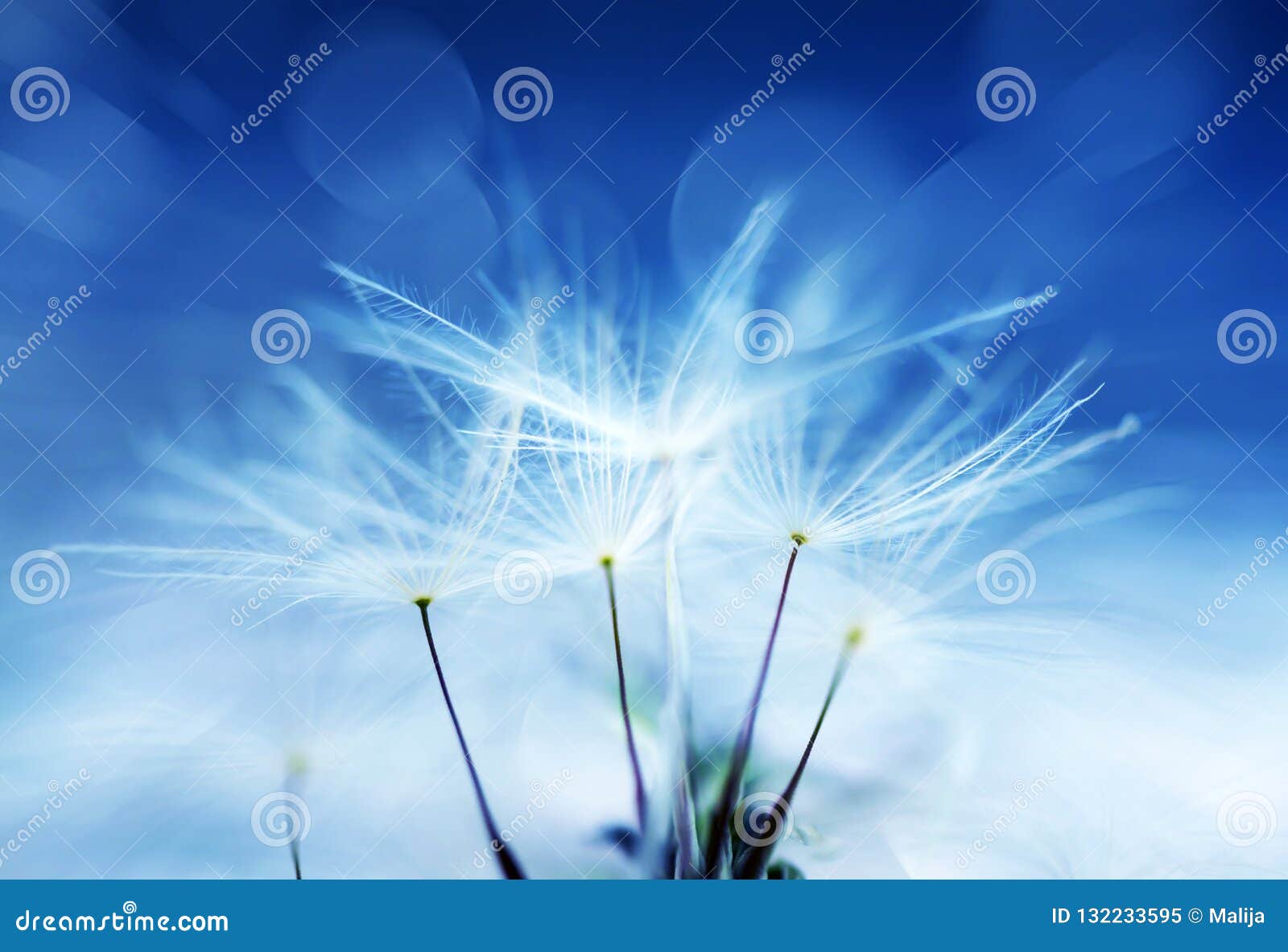 Dandelion Abstract Background Stock Image - Image of focus, droplet ...