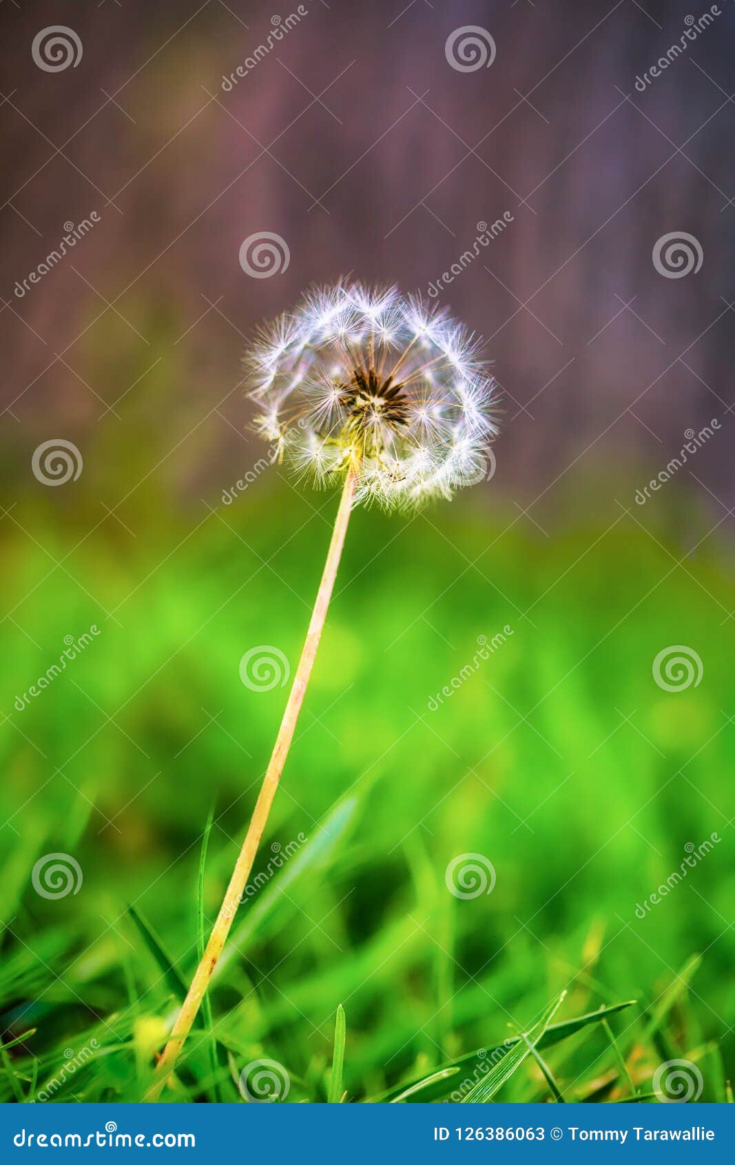 Dandelion stock image. Image of flower, decided, amazing - 126386063