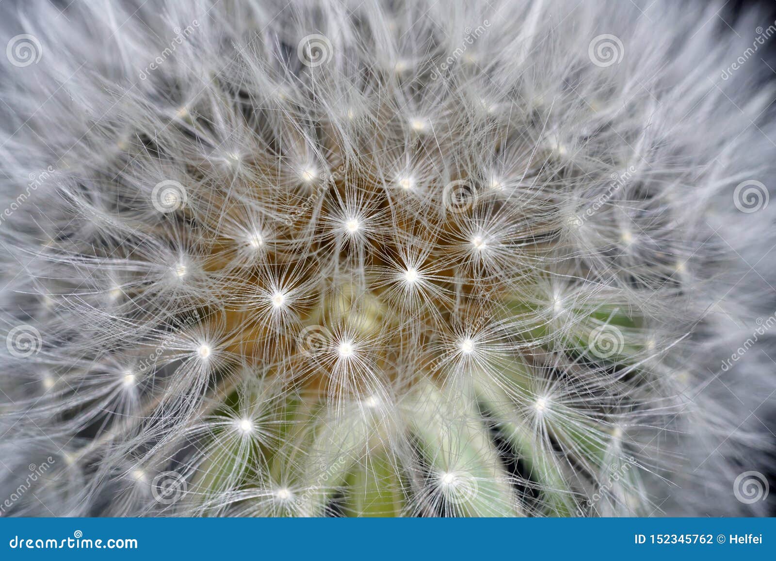 Dandelion As a Detail Photographed in High Resolution and Sharp Stock ...