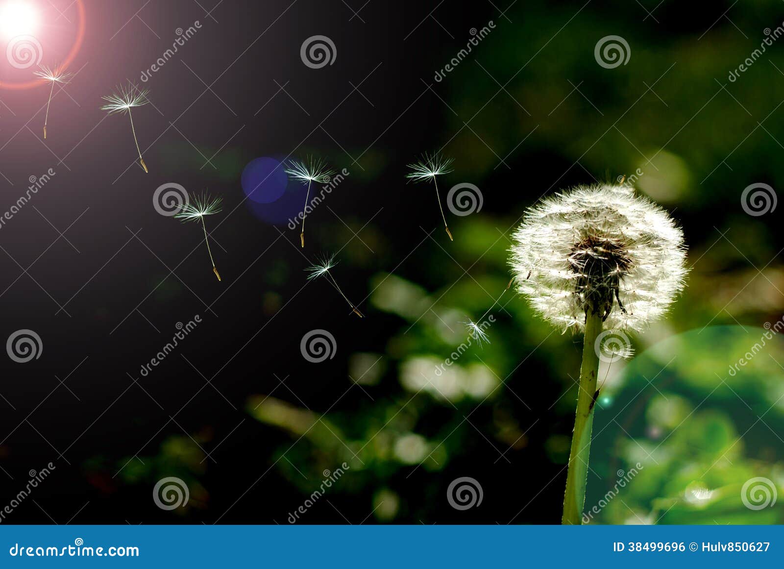 Dandelion on a Background Dark Bokeh. Stock Photo - Image of bokeh ...