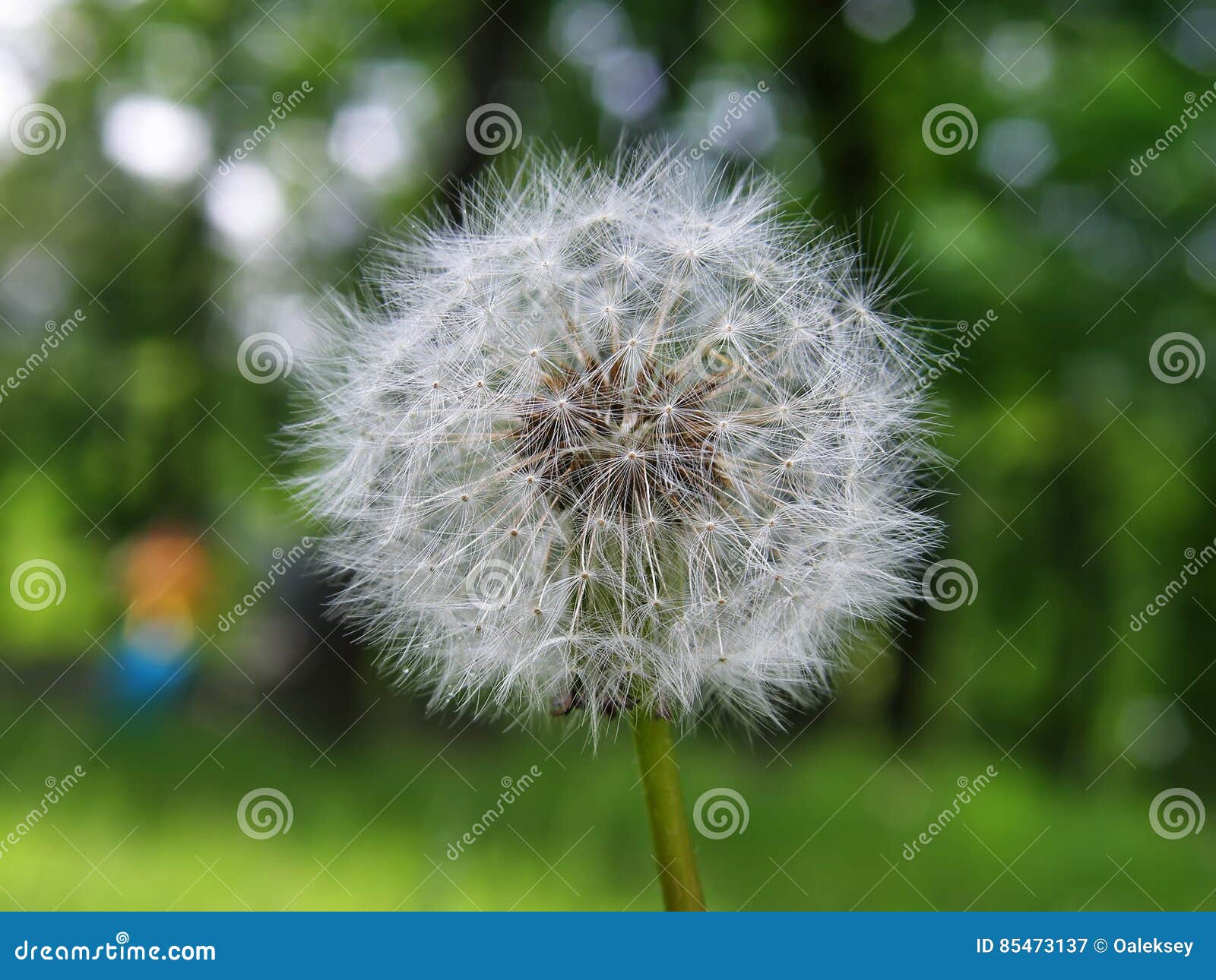 Dandelion on a Background of Forest Stock Image - Image of green ...