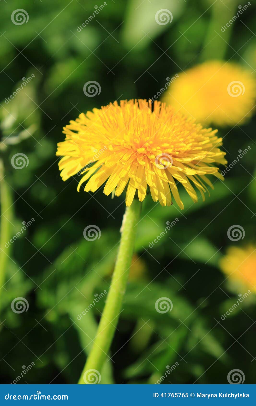Dandelion background stock image. Image of petal, landscape - 41765765
