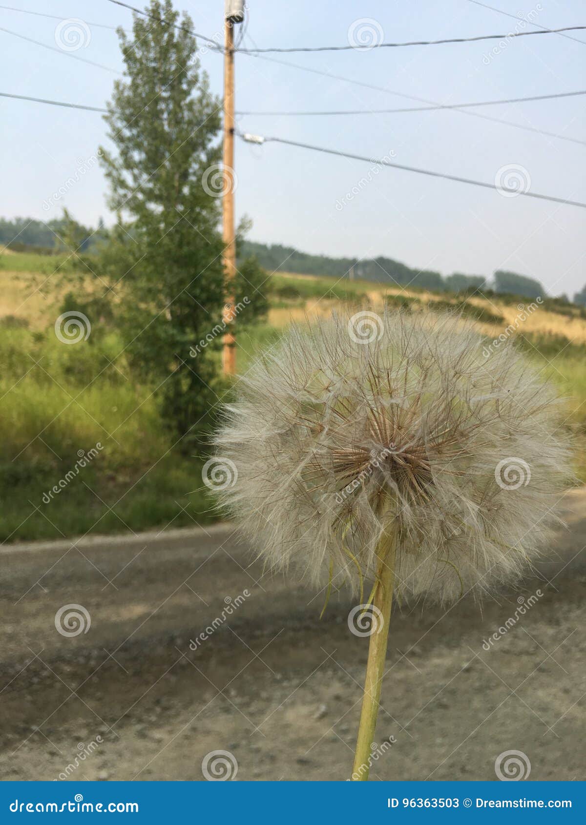 Dandelion stock image. Image of beautiful, spring, dandelion - 96363503