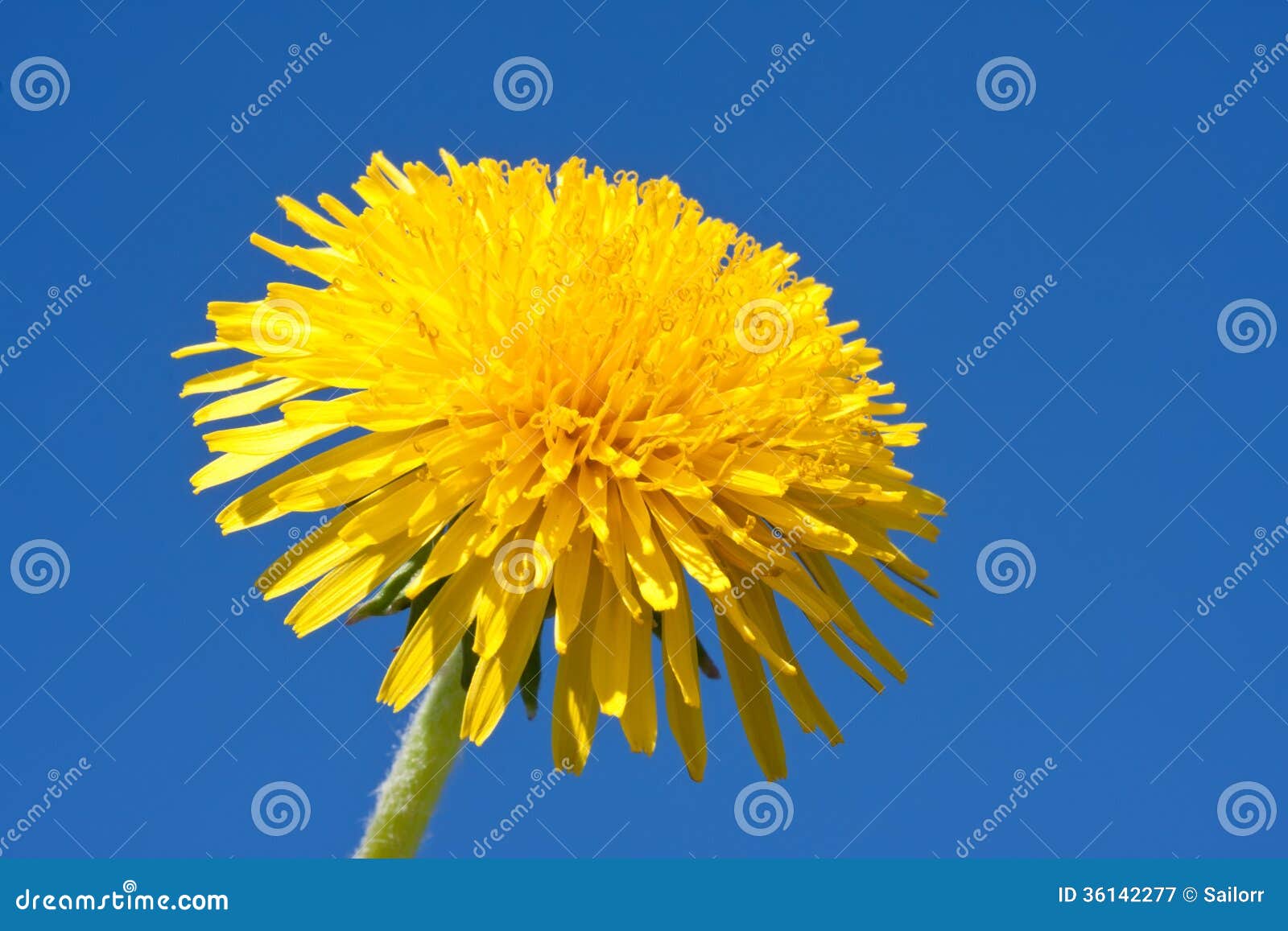 Dandelion stock image. Image of yellow, season, stem - 36142277