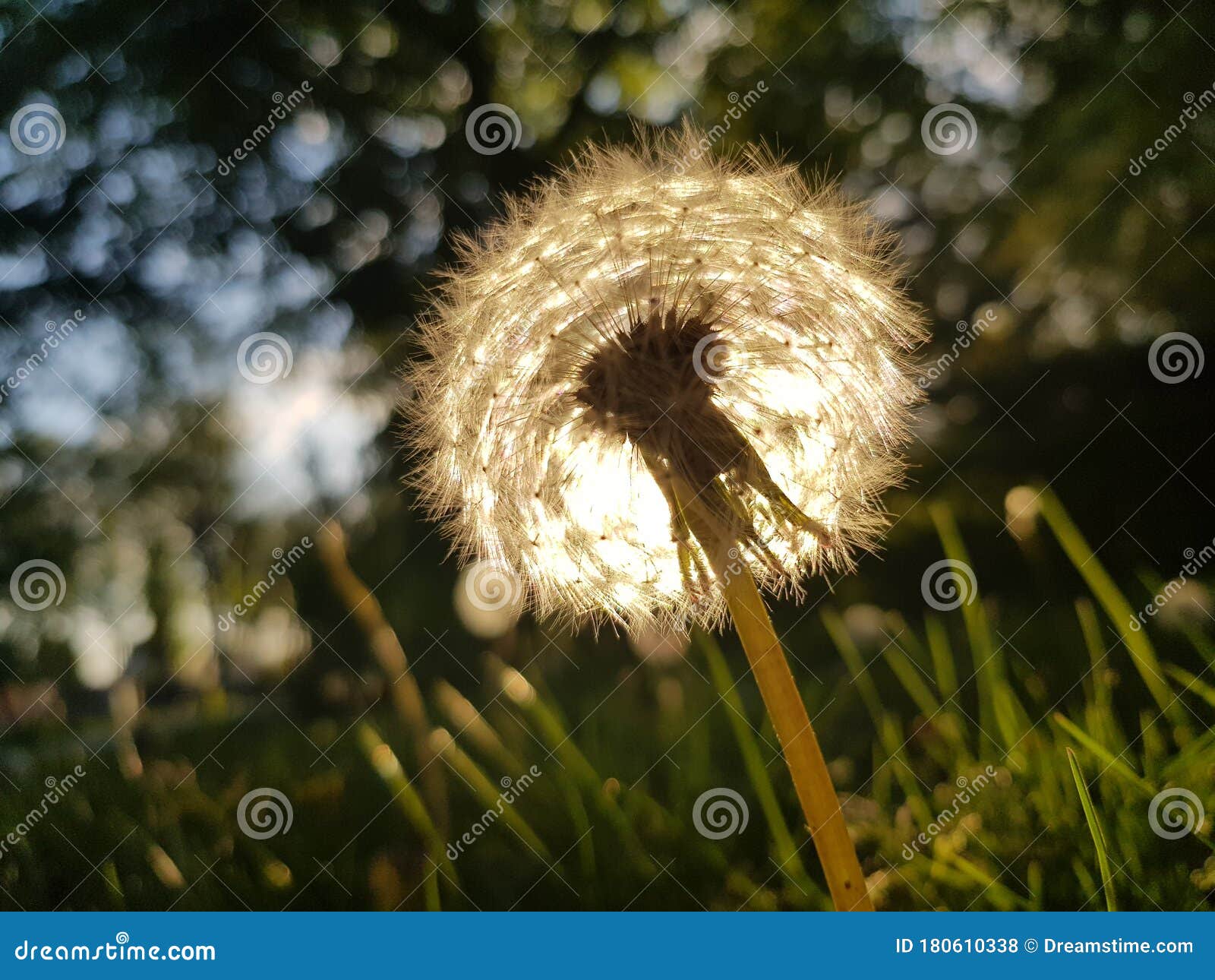 Dandelion Beauty with Sun stock photo. Image of leaf - 180610338