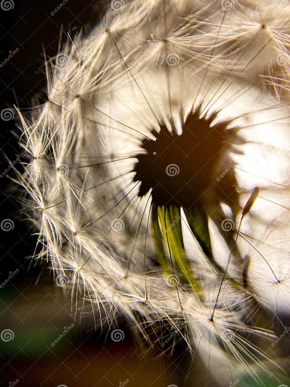 Dandelion stock photo. Image of organ, reflection, sunlight - 223104216