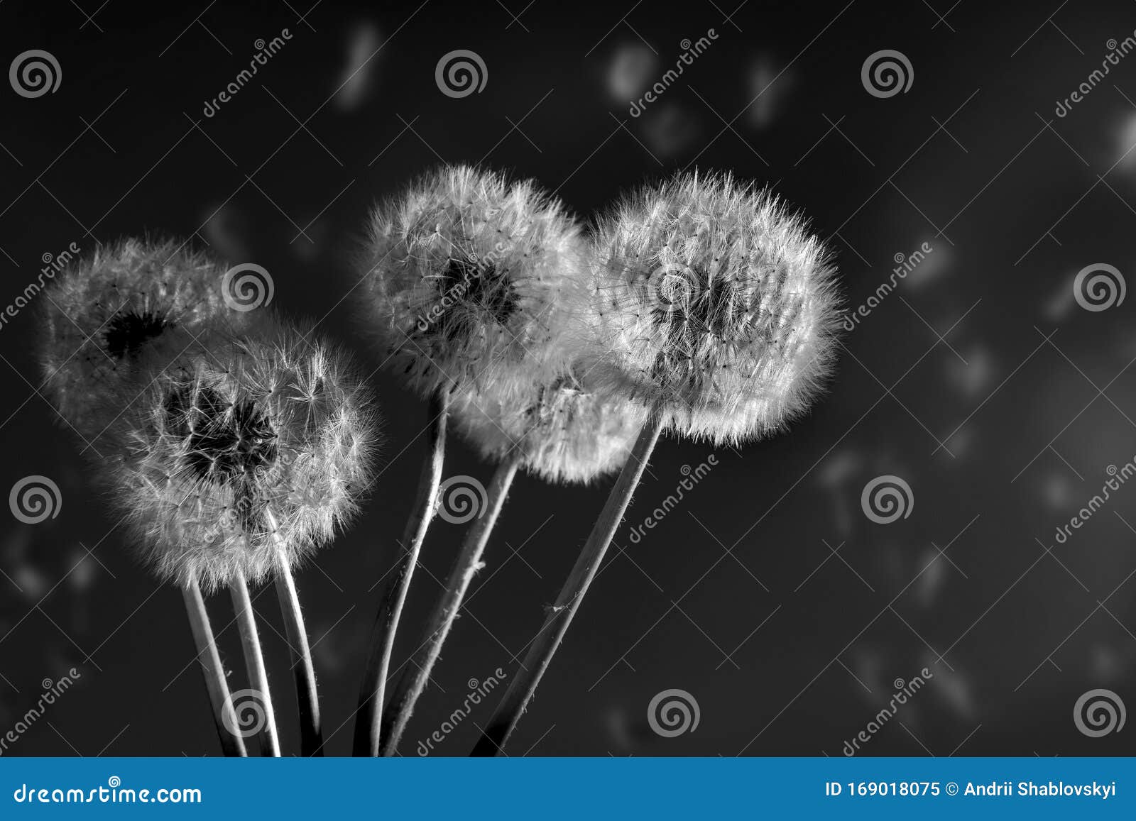Dandelion on a Black Background in the Dark at Sunlight Stock Image ...