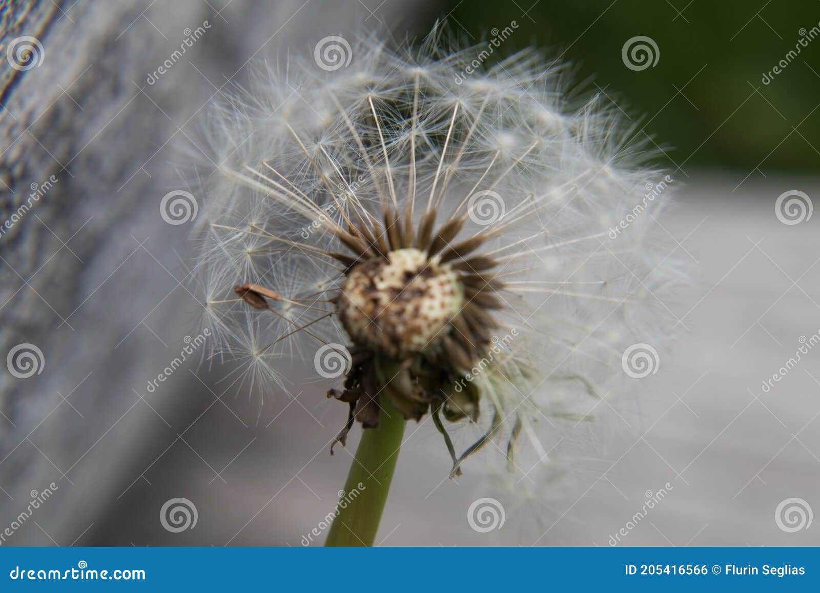 Dandelion in bloom stock photo. Image of downy, flower - 205416566