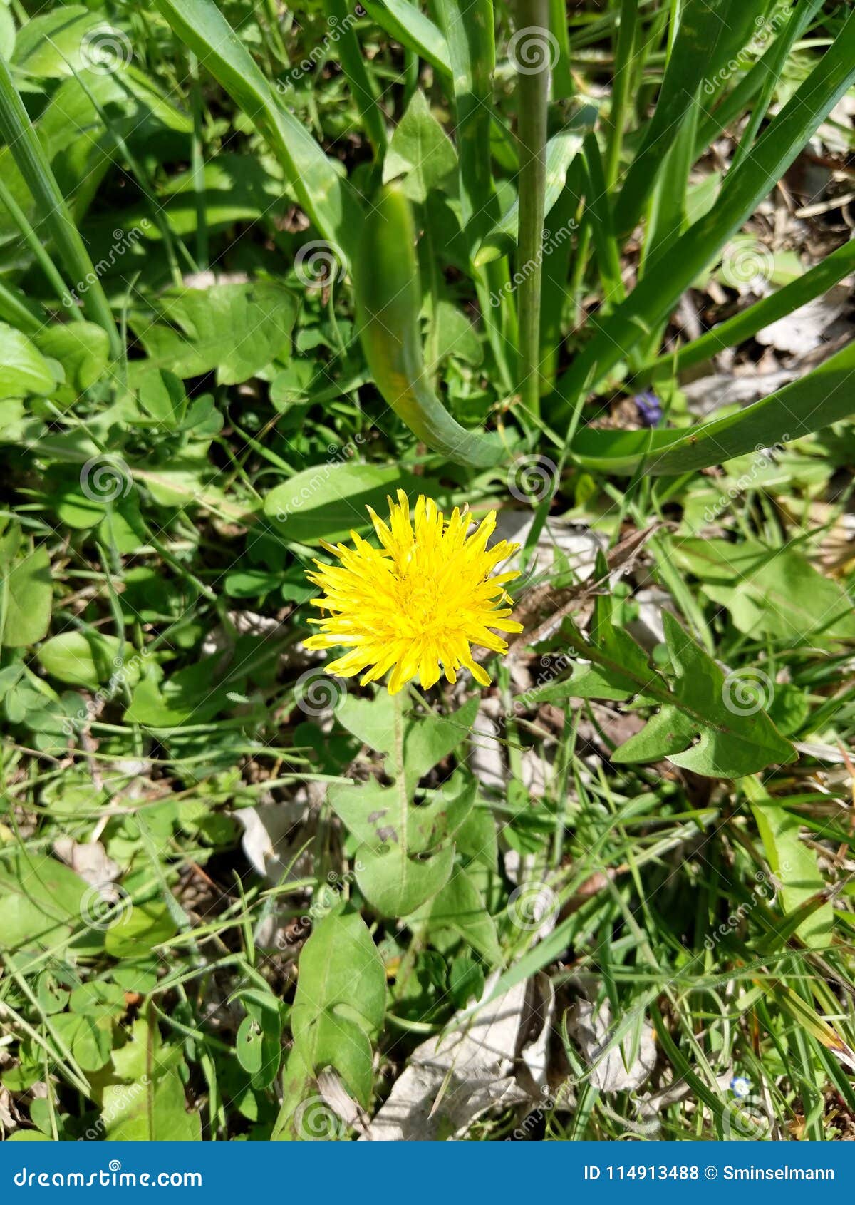 Dandelion in bloom stock photo. Image of blooming, yellow - 114913488