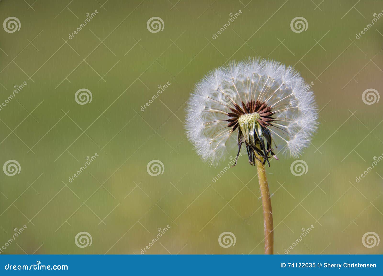 Dandelion stock image. Image of endive, floss, healthy - 74122035