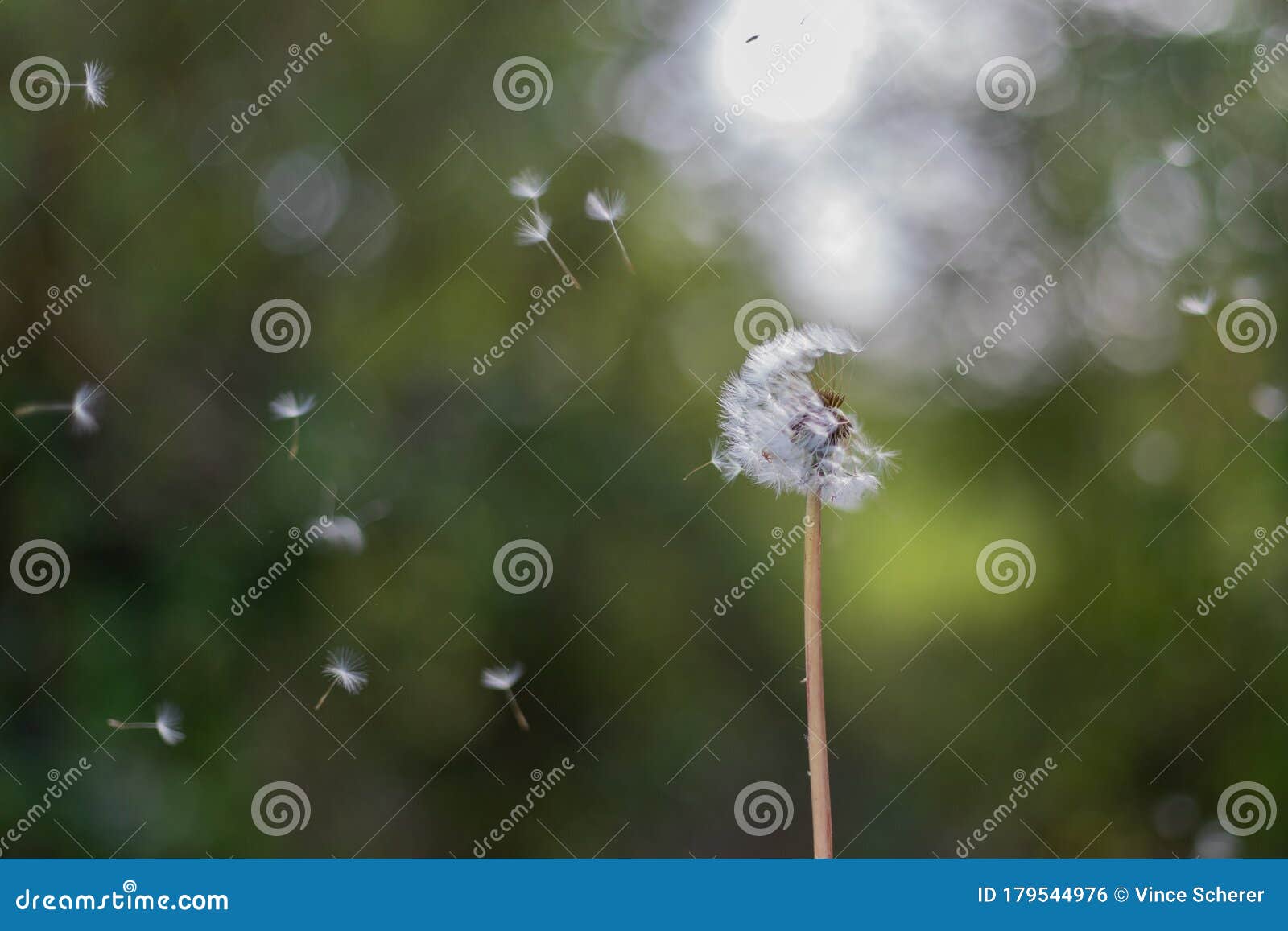 Dandelion Bloomed on a Blurred Background Stock Photo - Image of head ...