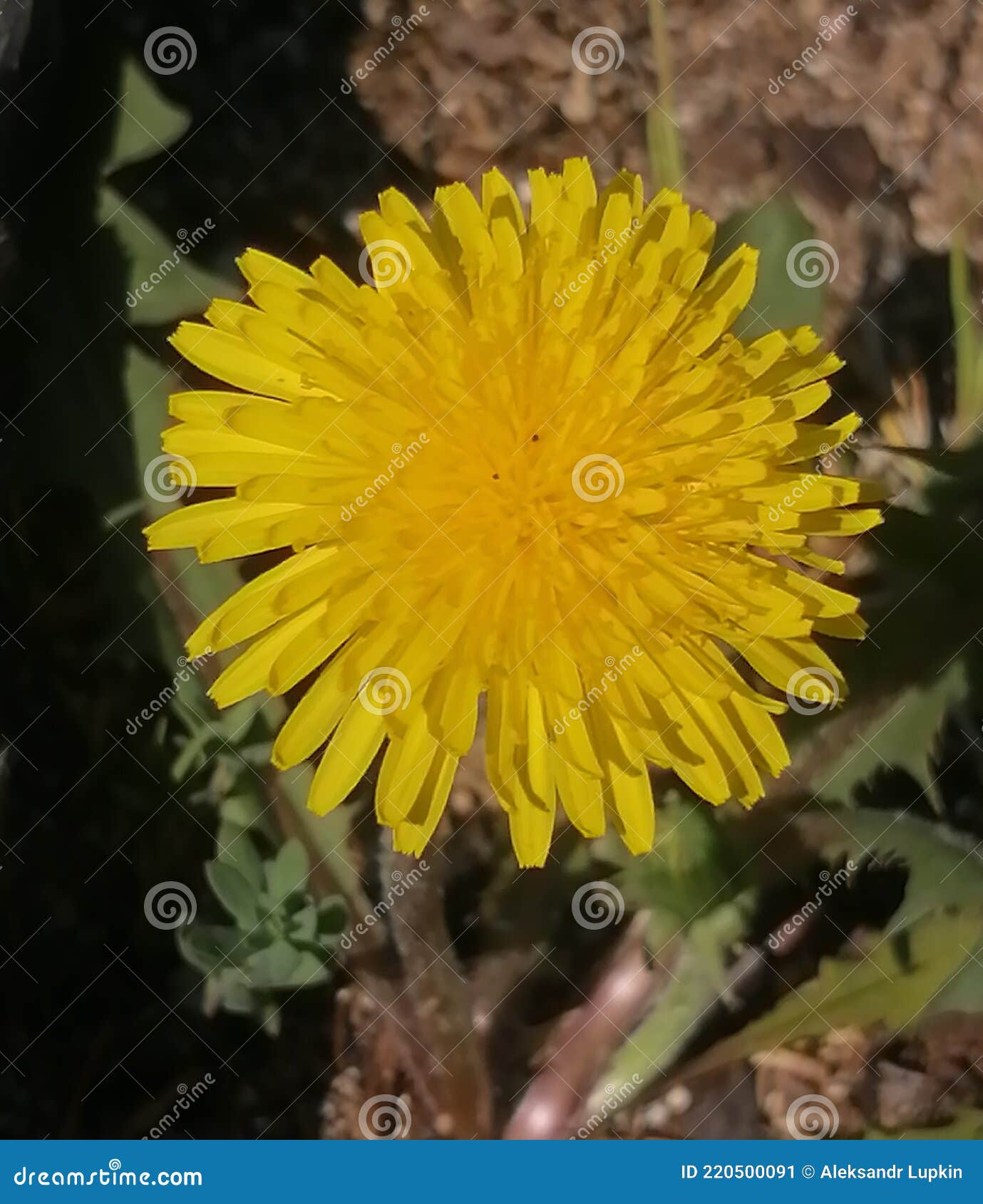 Dandelion Bloomed at the Country Stock Image - Image of plant, garden ...