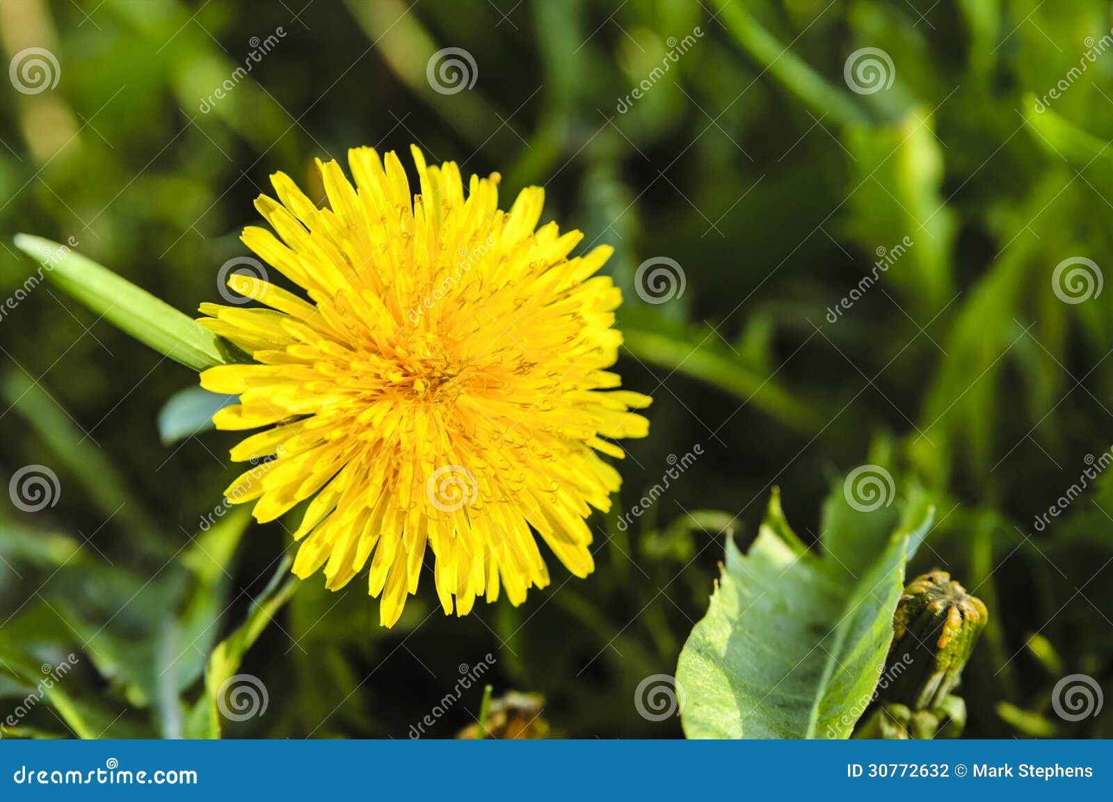 Dandelion Blooming in Spring Macro Shot Stock Photo - Image of macro ...