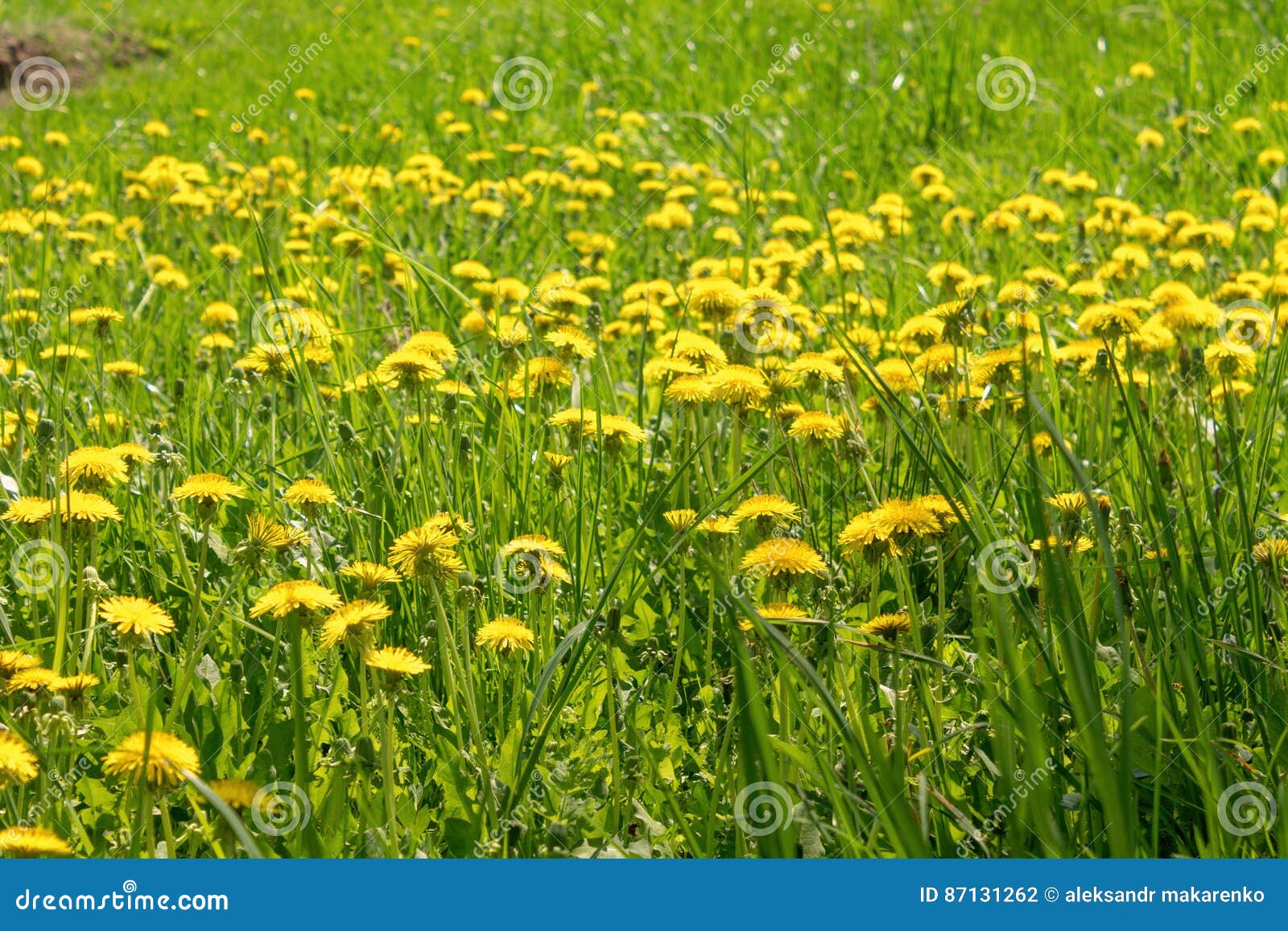 Dandelion Blossom Yellow Spring Field in Nature. Stock Photo - Image of ...