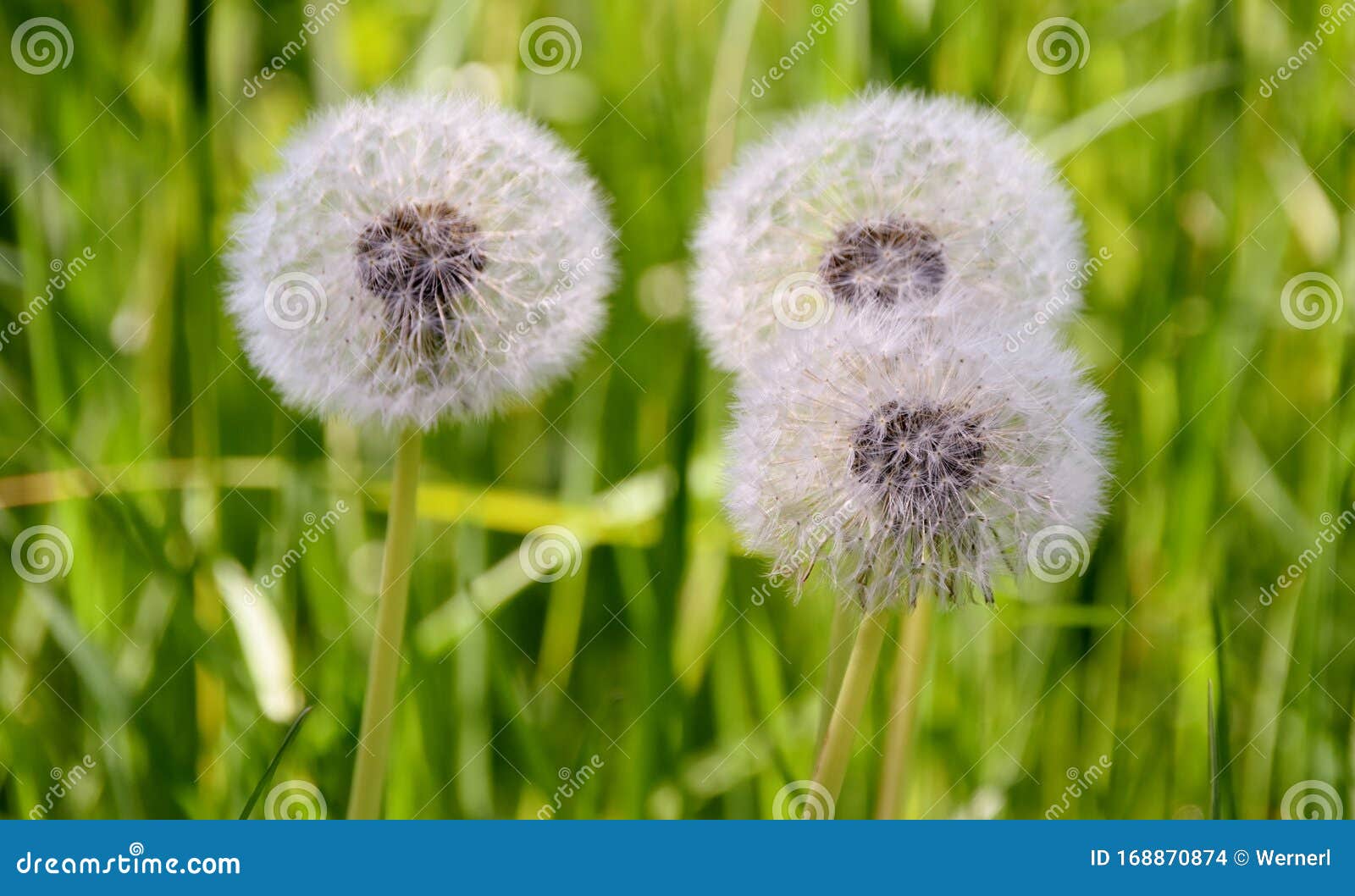 Dandelion blow balls stock photo. Image of balls, spring - 168870874