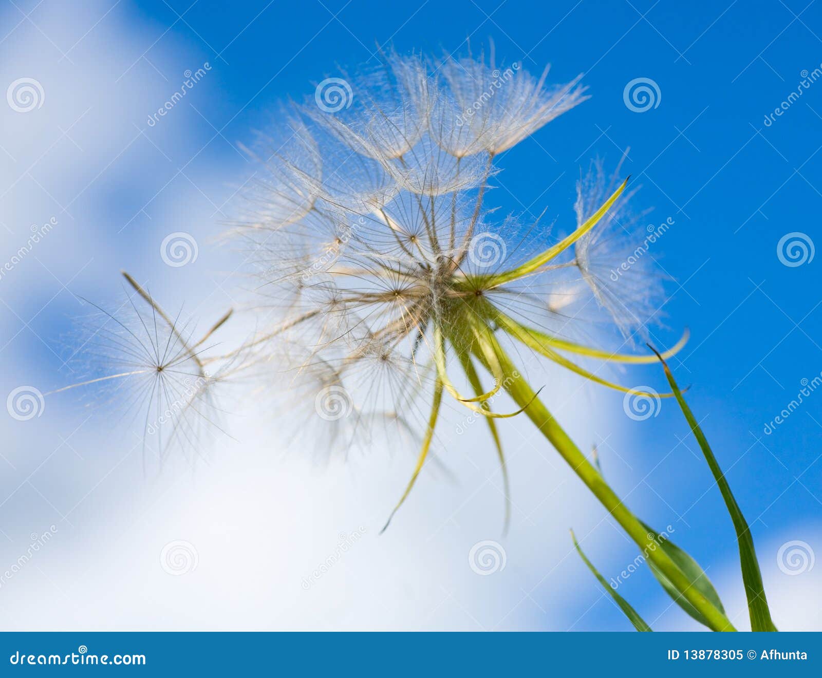 A Dandelion blowing stock image. Image of flower, dandelion - 13878305