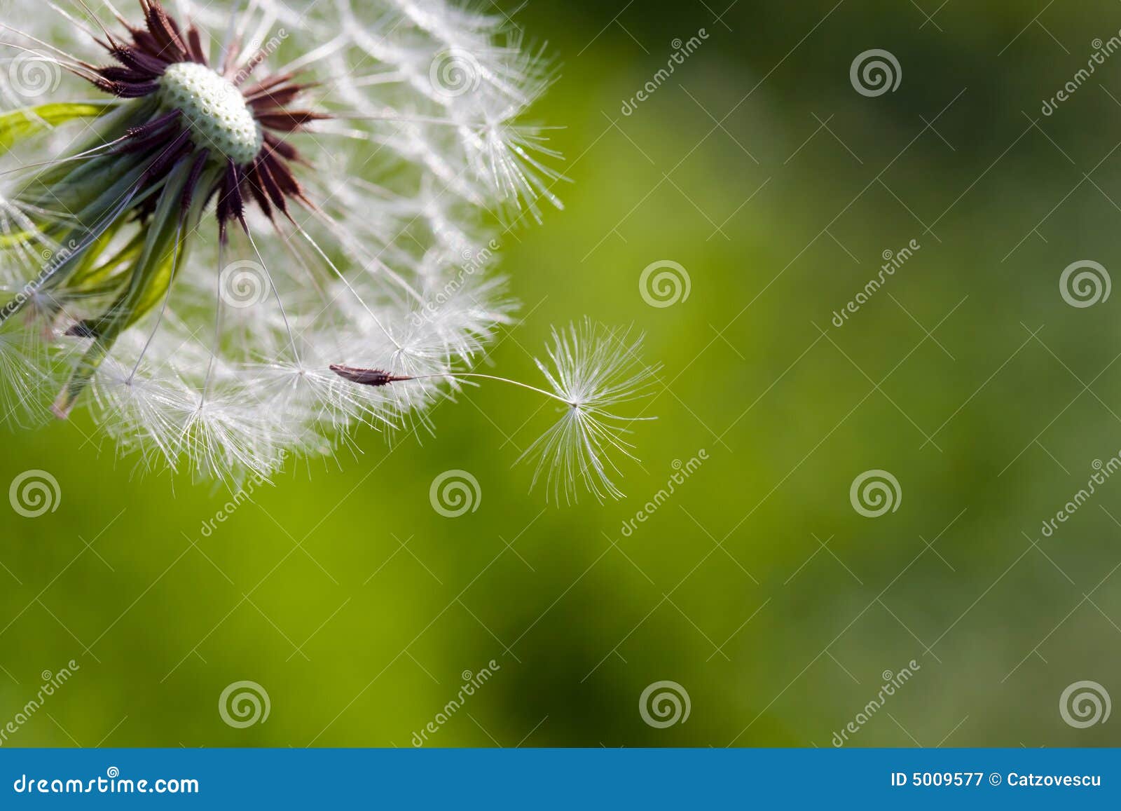 Dandelion Blowing Seeds in the Wind Against Green Stock Image - Image ...