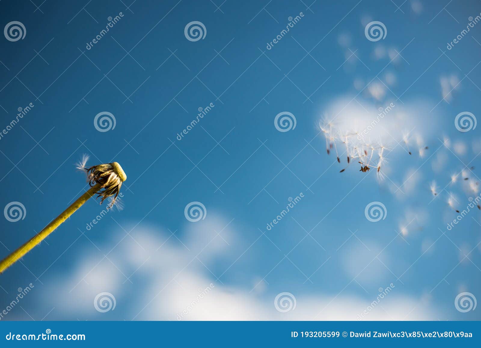 A Dandelion Blowing Seeds in the Wind at Dawn.Closeup,macro Stock Image ...