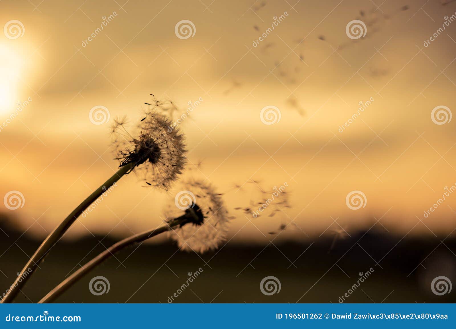 A Dandelion Blowing Seeds in the Wind at Dawn.Closeup,macro Stock Photo ...