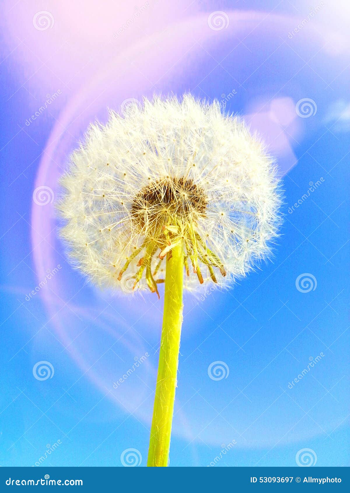 Dandelion editorial photography. Image of detail, plant - 53093697