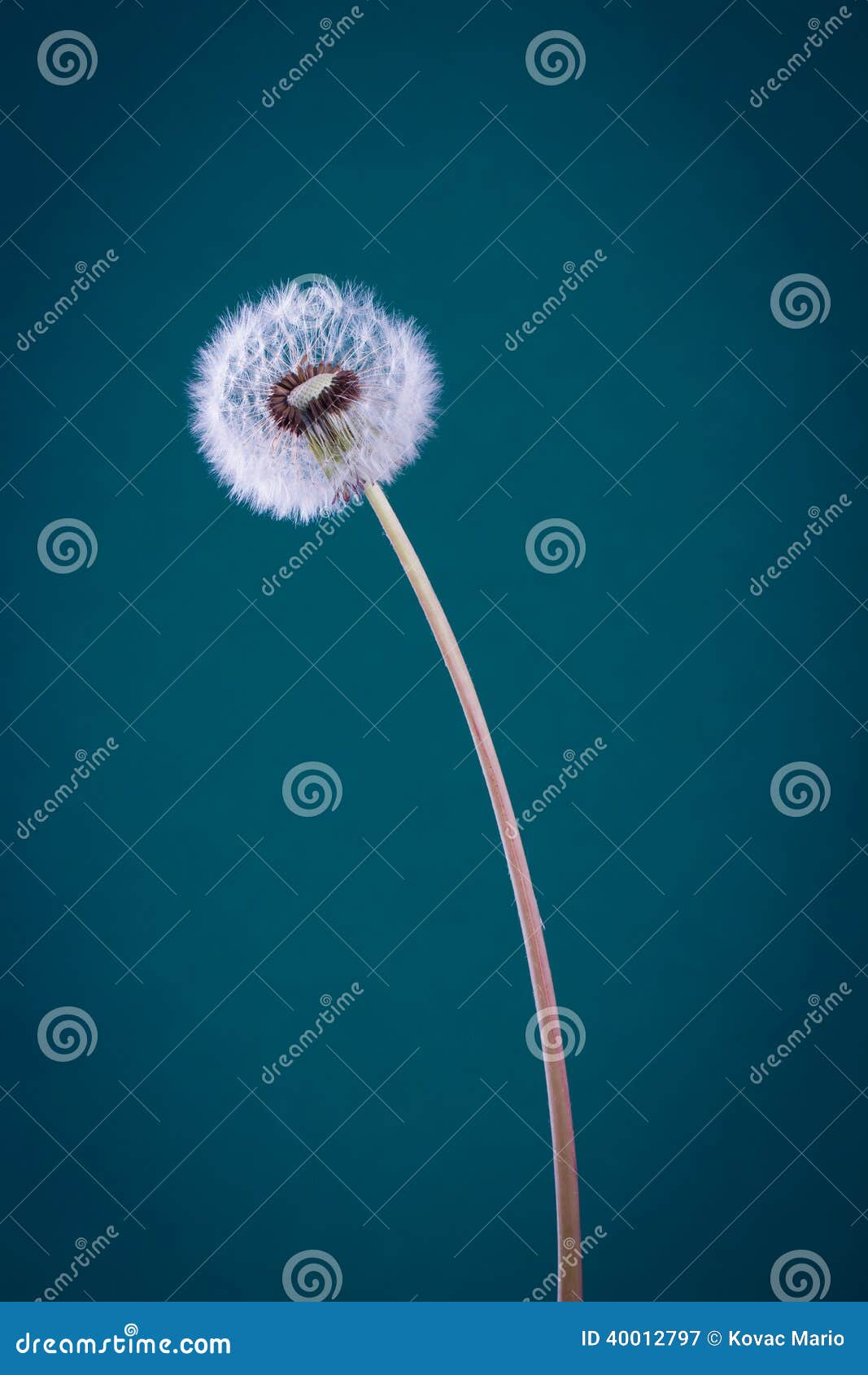 Dandelion on blue stock image. Image of blossom, bloom - 40012797