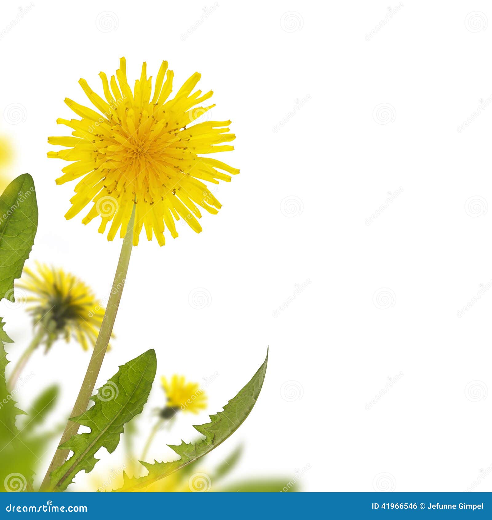 Dandelion Border stock photo. Image of beautiful, white - 41966546