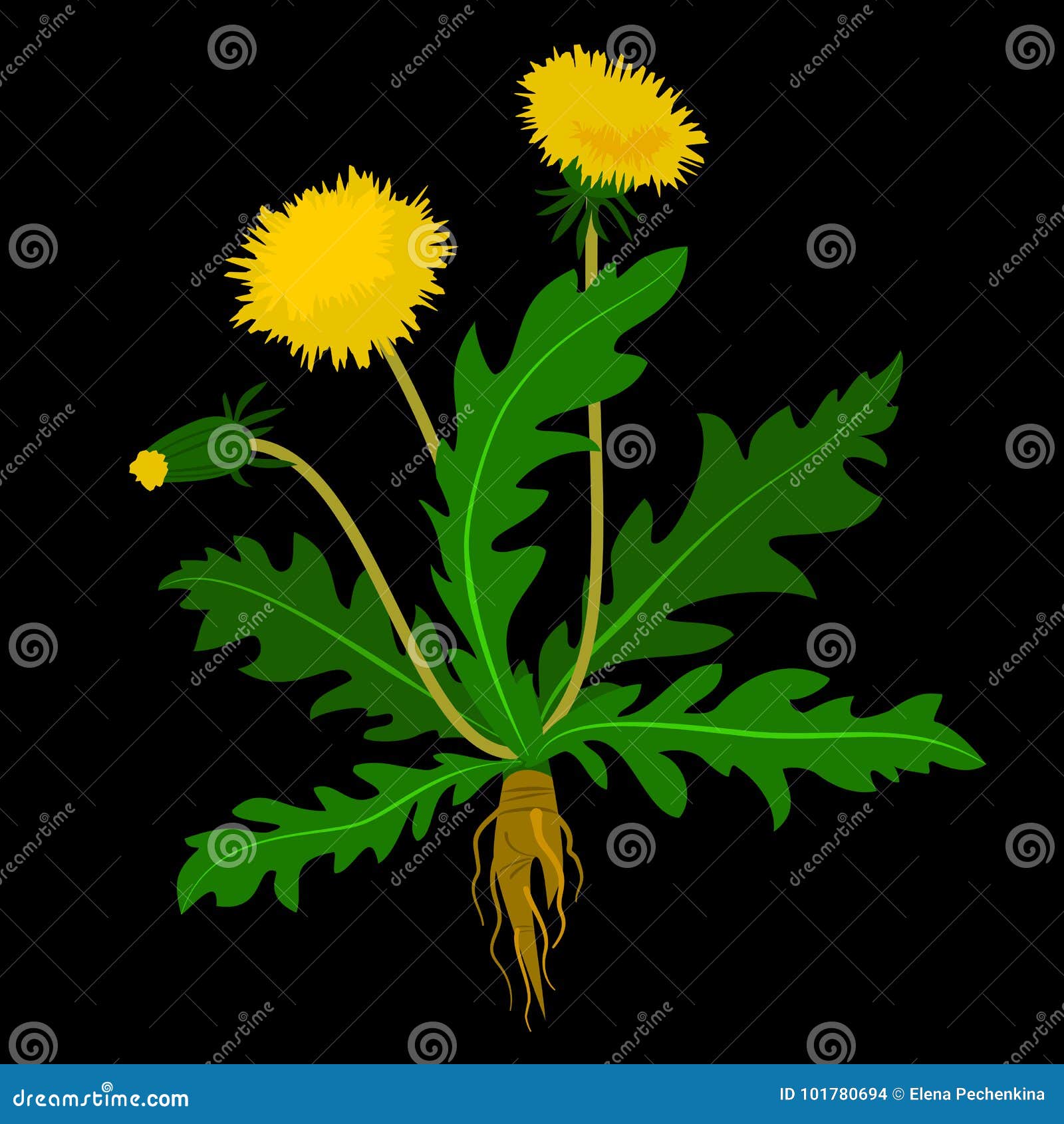 Dandelion stock vector. Illustration of spring, flower - 101780694