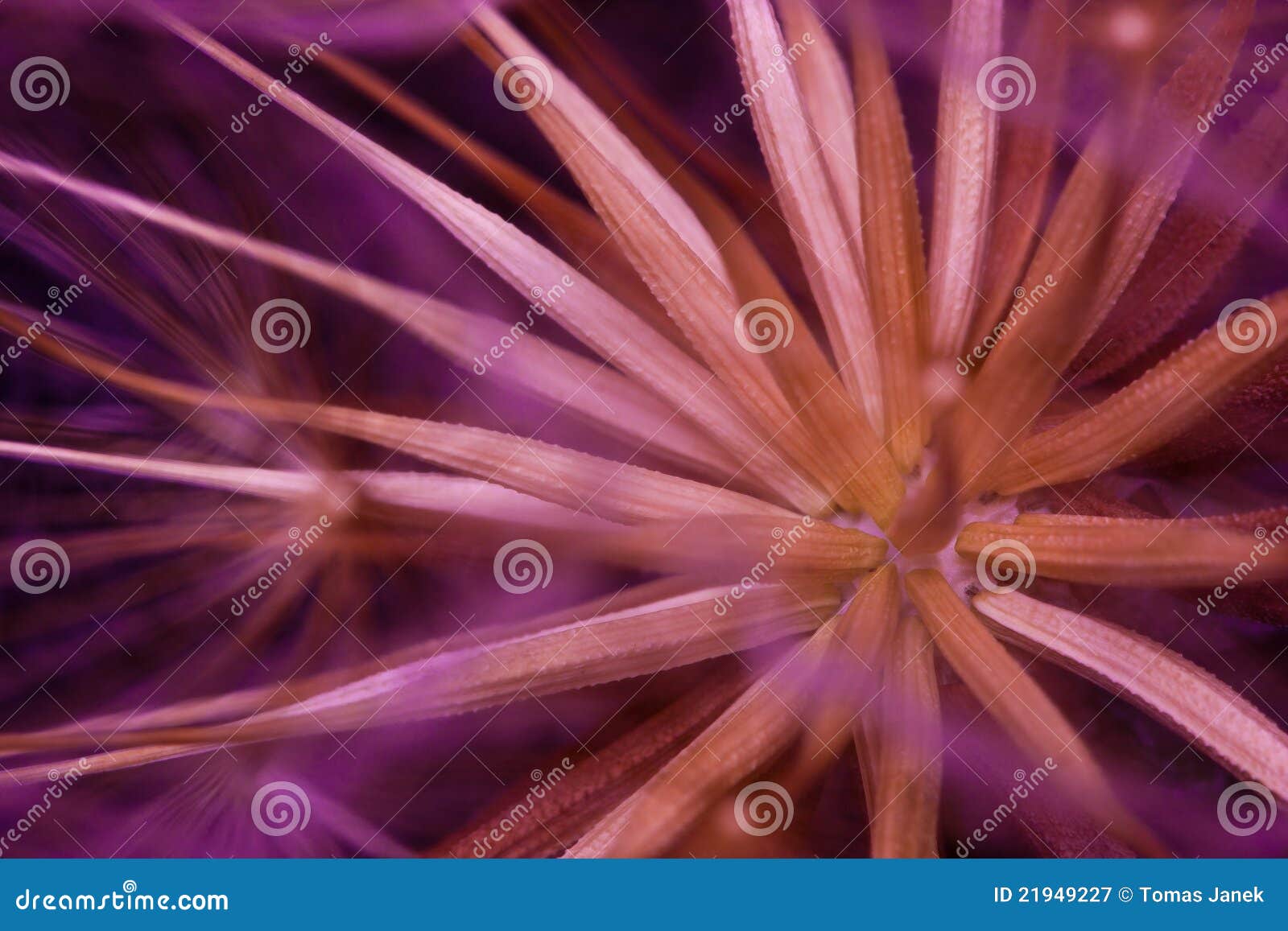 Dandelion center stock image. Image of botany, abstract - 21949227